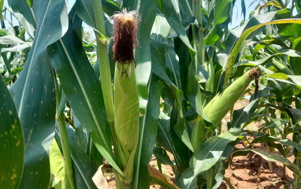 Food Security:IAR Showcases High-Yield, Drought-Tolerant Maize in Kano ...